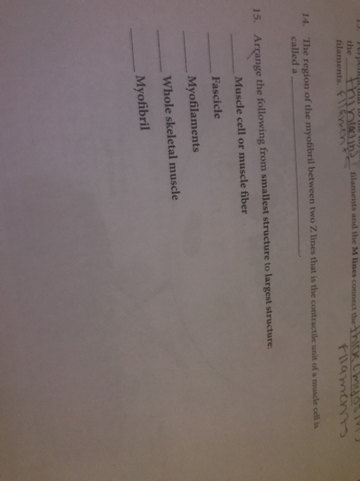 Solved SECTION DATE LABORATORY 11 Lab Report: Muscular | Chegg.com