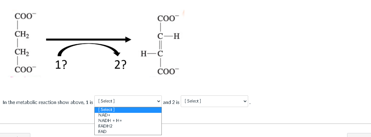 Solved COO COO C-H CH2 | CH2 H-C 1? 2? COO COO- and 2 is | Chegg.com