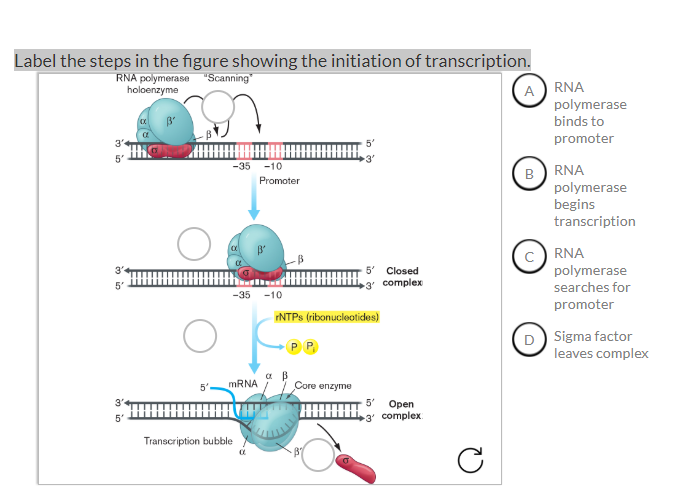 Transcription Steps Diagram