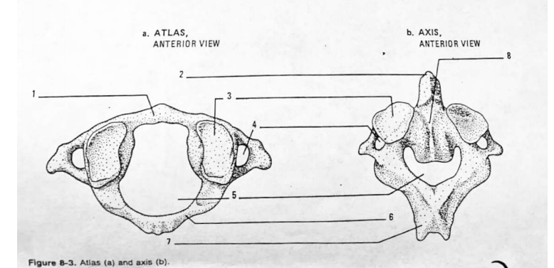 Solved a. ATLAS, ANTERIOR VIEW b. AXIS, ANTERIOR VIEW 8 2 6 | Chegg.com