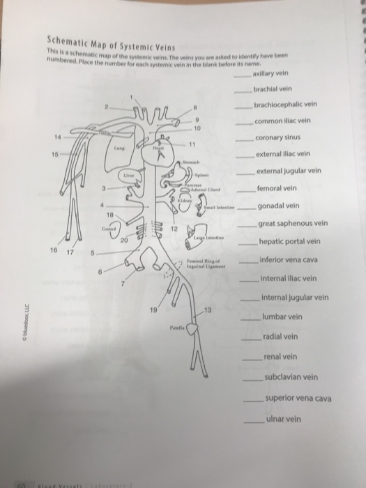 Solved Schematic Map of Systemic Veins This is a | Chegg.com