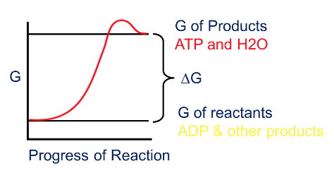 Atp Energy Diagram