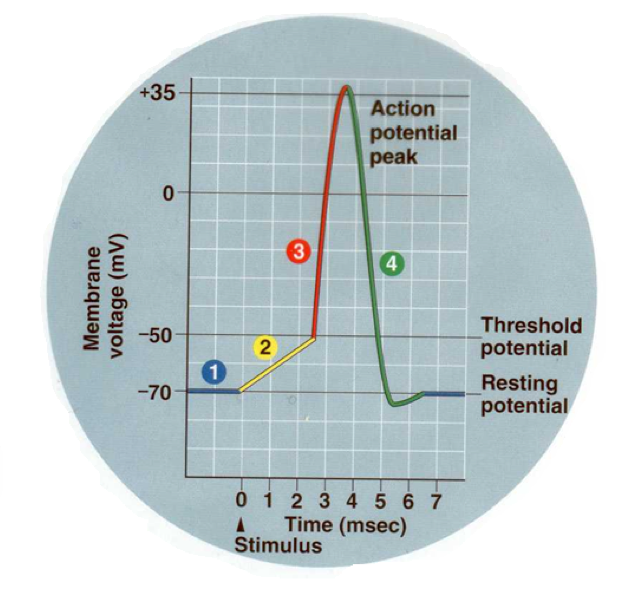 Solved With the picture above, please describe all the steps | Chegg.com