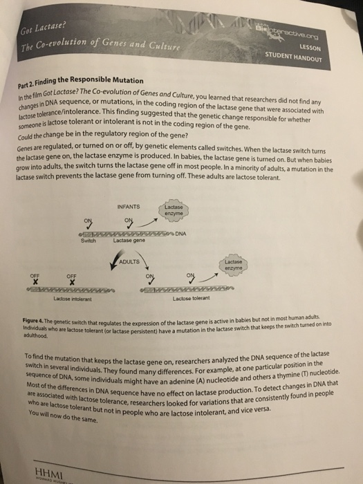 Got Lactase? evolution of Genes and Culture LESSON | Chegg.com
