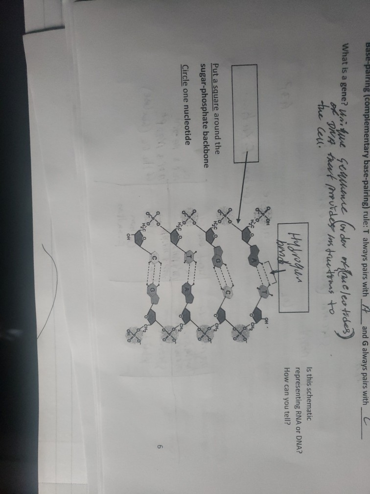 Solved 1. please is this diagram schematic representing RNA | Chegg.com