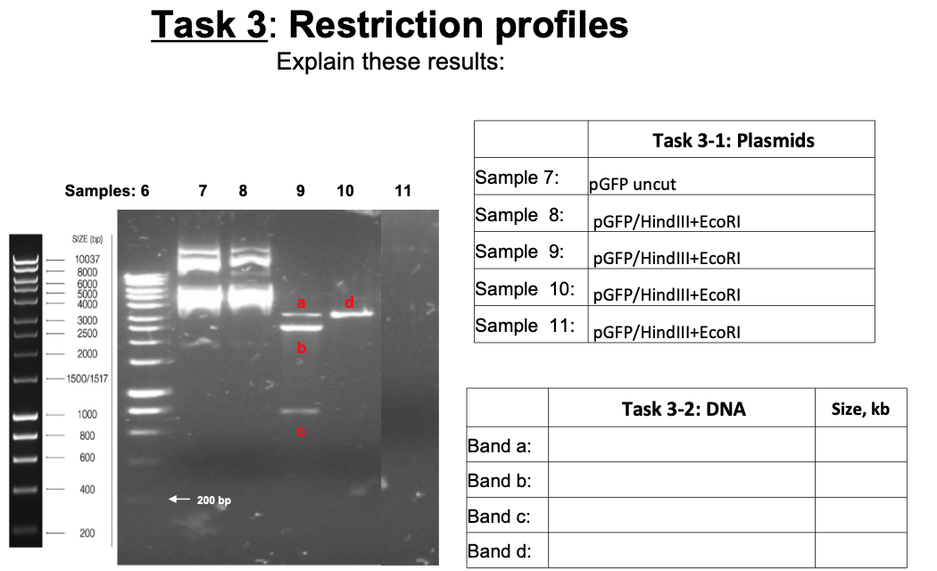 Solved Purified PGFP Plasmid DNA Purified PBCKS Plasmid DNA | Chegg.com
