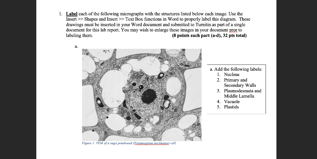 Solved 1. Label each of the following micrographs with the | Chegg.com