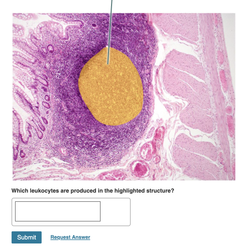 Solved Identify the highlighted structure. Submit Request | Chegg.com