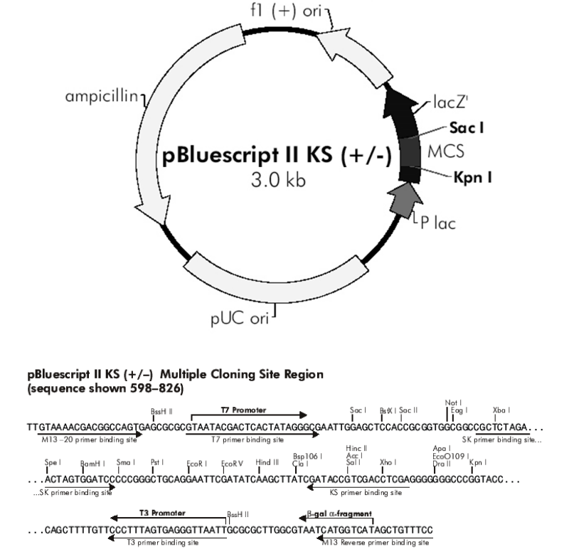 Solved Determine the predicted fragment sizes (in bp) of a | Chegg.com