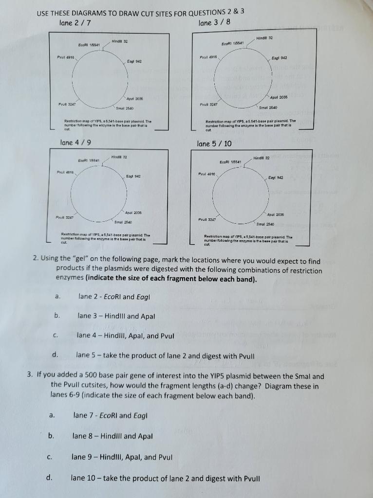 Solved USE THESE DIAGRAMS TO DRAW CUT SITES FOR QUESTIONS 2 | Chegg.com