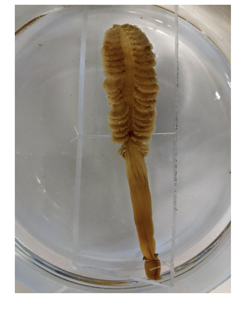 Solved Examine the skeleton below of a Gorgonian coral. The | Chegg.com