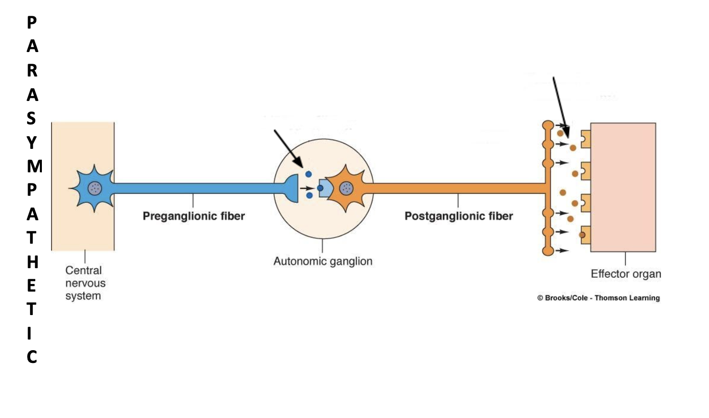Solved S Y M P A T H E Preganglionic fiber Postganglionic | Chegg.com