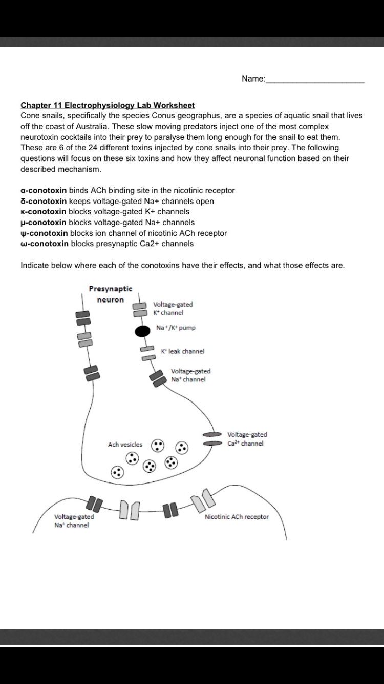 Solved Name: Chapter 11 Electrophysiology Lab Worksheet Cone | Chegg.com