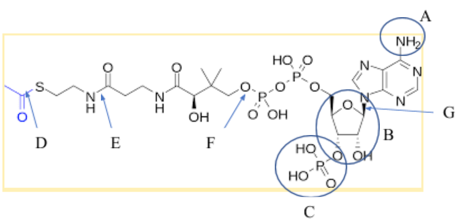 Solved On the following structure of coenzyme A, please name | Chegg.com