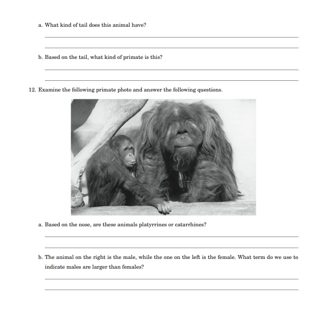 Solved 5. Examine the following primate photo and answer | Chegg.com