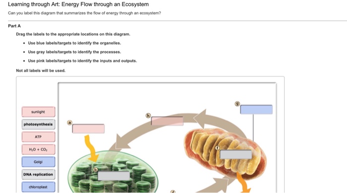 Energy Flow Through An Ecosystem Mastering Biology Energy Flow Through An Ecosystem Mastering Biology