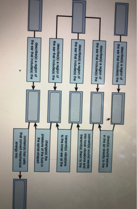 Solved 15 Lab Concept Map: The Pathway of Sound through the | Chegg.com