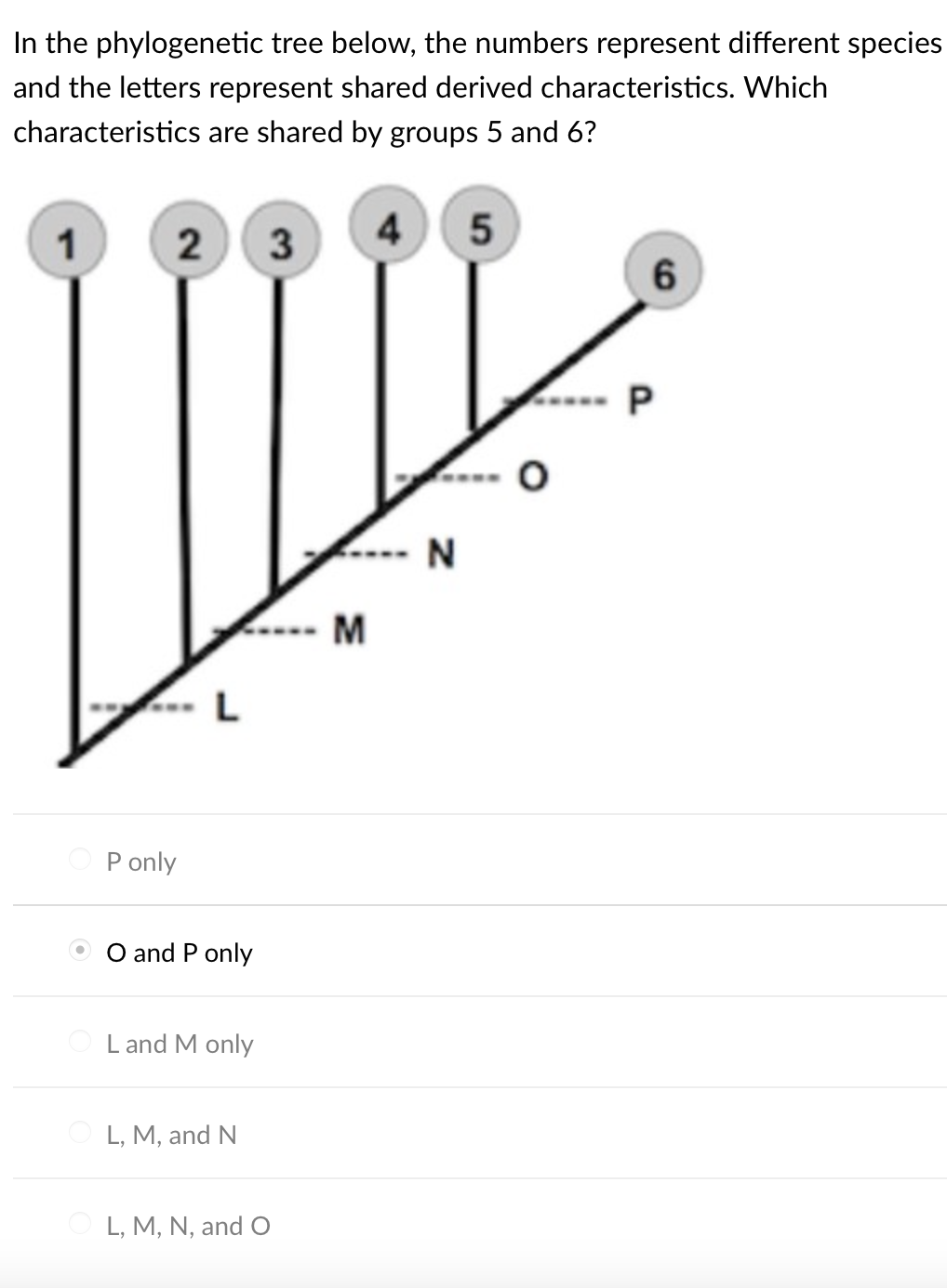Solved In the phylogenetic tree below, the numbers represent | Chegg.com