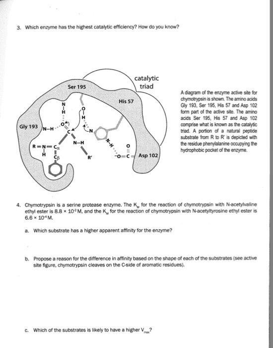 Solved 3. Which enzyme has the highest catalytic efficiency? | Chegg.com