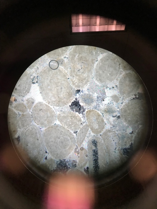 Solved Geology Identify the cement (micrite, sparite, | Chegg.com