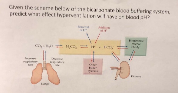 Solved Given the scheme below of the bicarbonate blood | Chegg.com