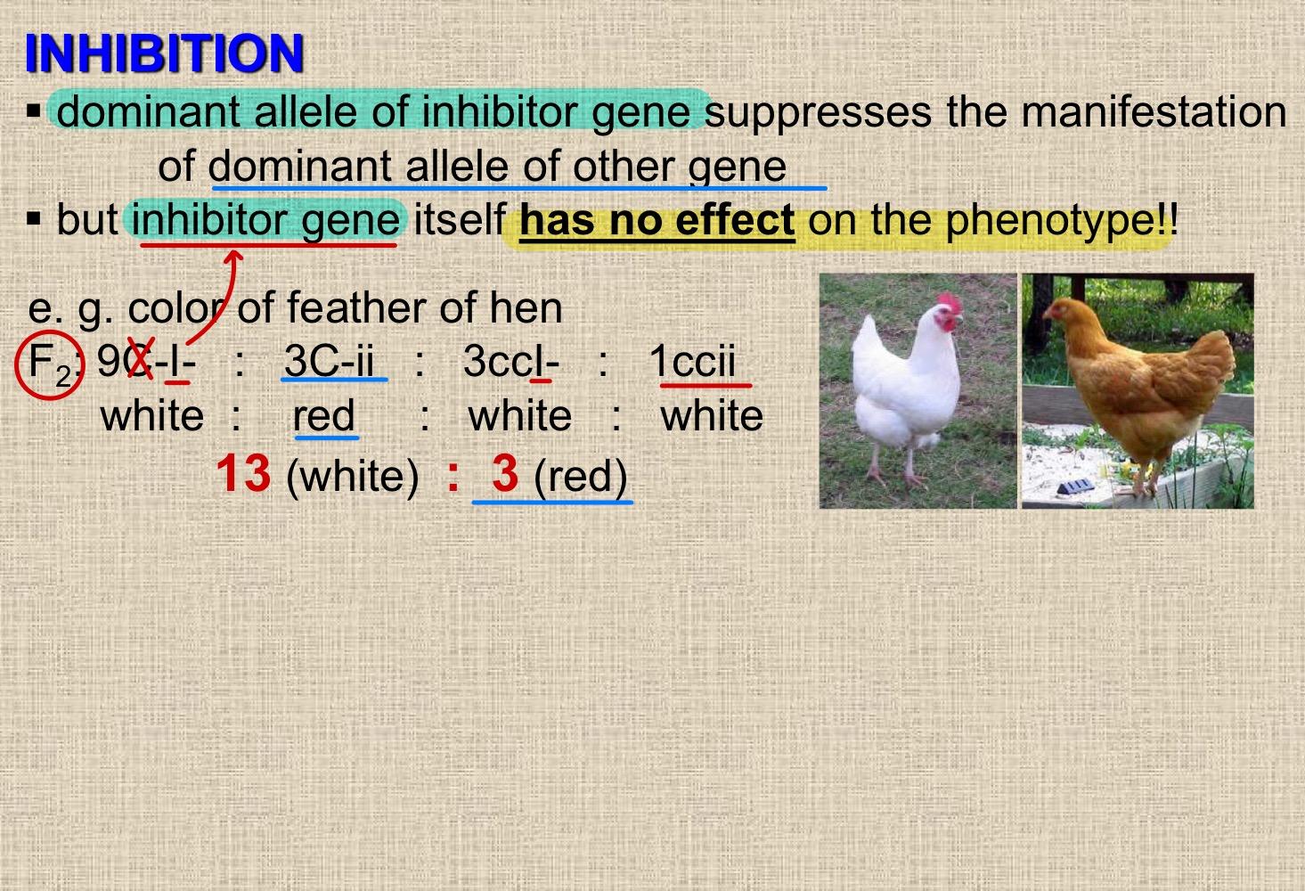 Solved INHIBITION • dominant allele of inhibitor gene | Chegg.com