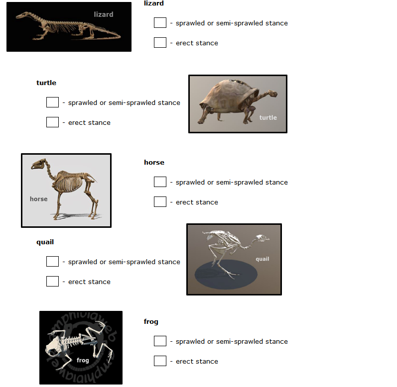 Solved lizard lizard sprawled or semi-sprawled stance erect | Chegg.com