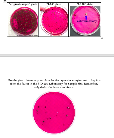 Solved plate from the top). 2. Count only red colonies that | Chegg.com