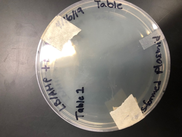 1. Record the number of colonies on each plate or, if | Chegg.com