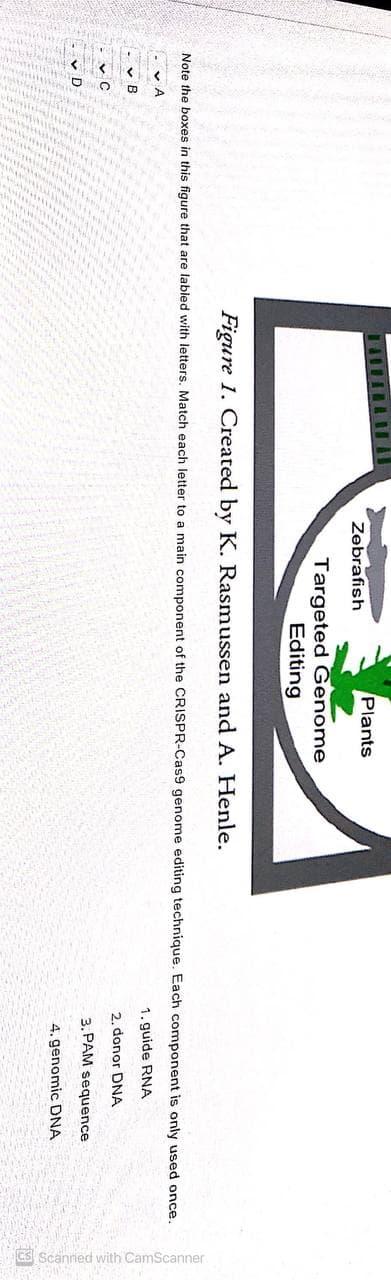 Solved Matching targeted gene Cas9 介 D A с Repair IIIIIIIIII | Chegg.com