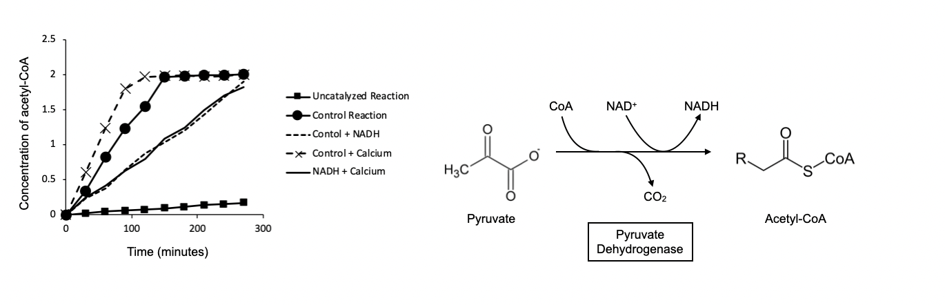 Solved Question 26 Which free energy graph best represents | Chegg.com