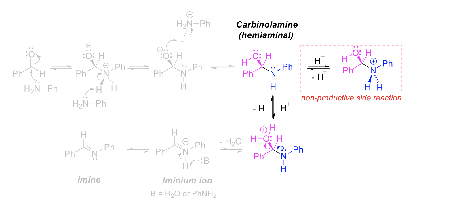 Solved H2N-Ph Carbinolamine (hemiaminal) CH :0: H 20: H 6: H | Chegg.com