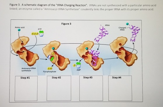 Solved Figure 3. A schematic diagram of the "tRNA Charging | Chegg.com