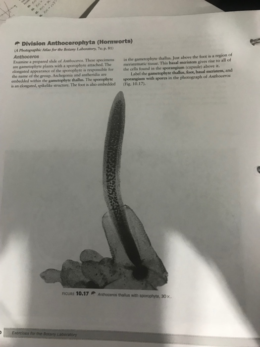 Solved Division Anthocerophyta (Hornworts) A Photogsapbic | Chegg.com