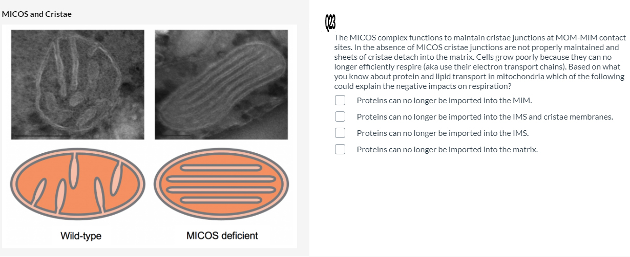 Solved MICOS and Cristae The MICOS complex functions to | Chegg.com