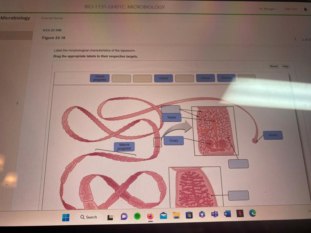 Solved Label the morphological characteristics of the | Chegg.com
