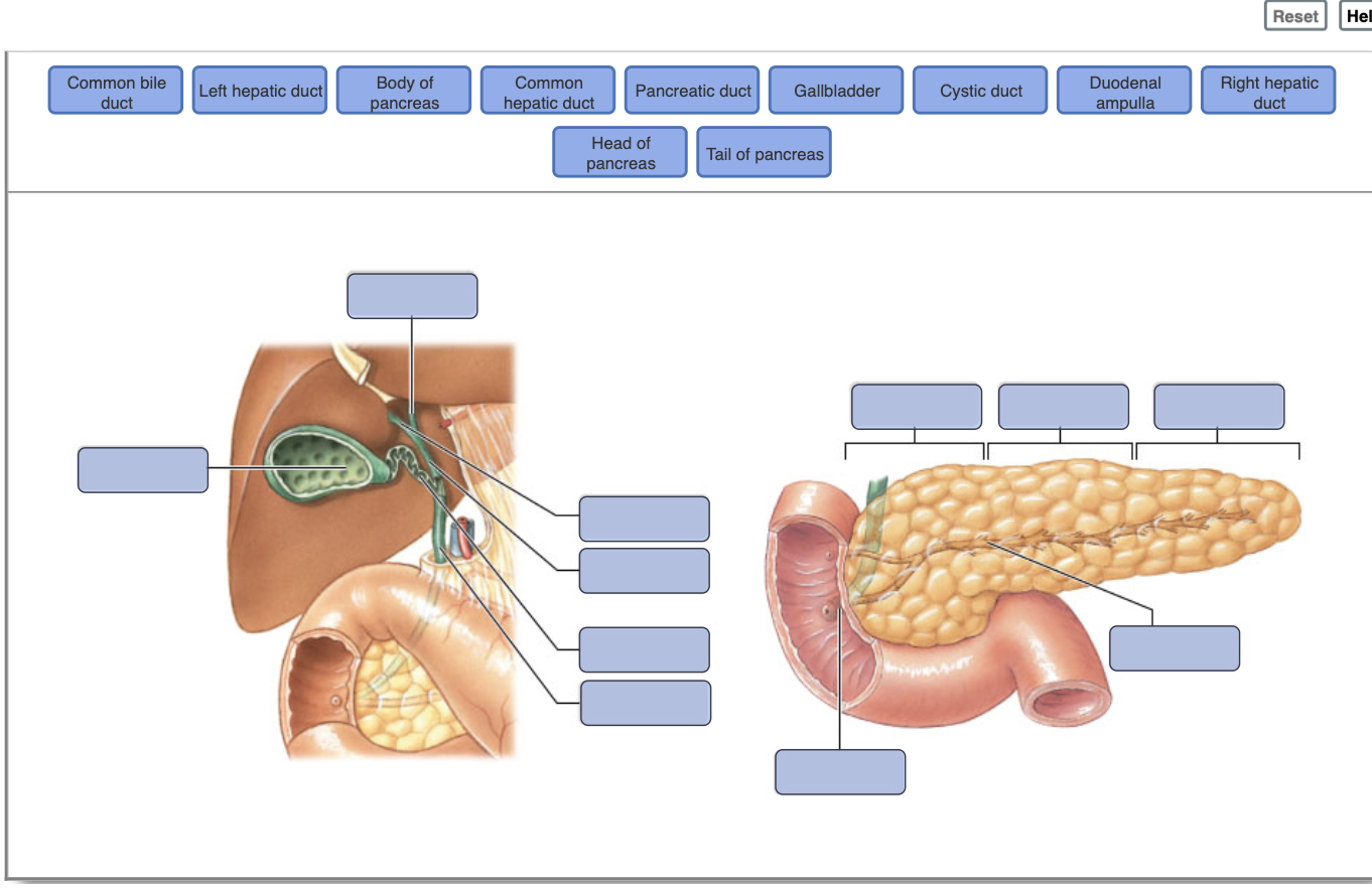Duodenal Ampulla