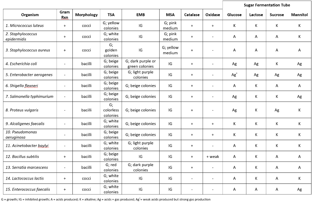 Solved Sugar Fermentation Tube Organism Gram Rxn Morphology | Chegg.com