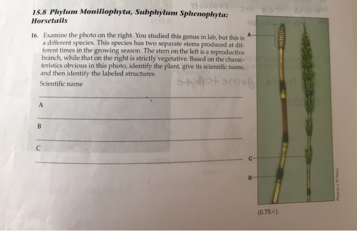 Solved 안j 15.8 Phylum Moniliophyta, Subphylum Sphenophyta | Chegg.com