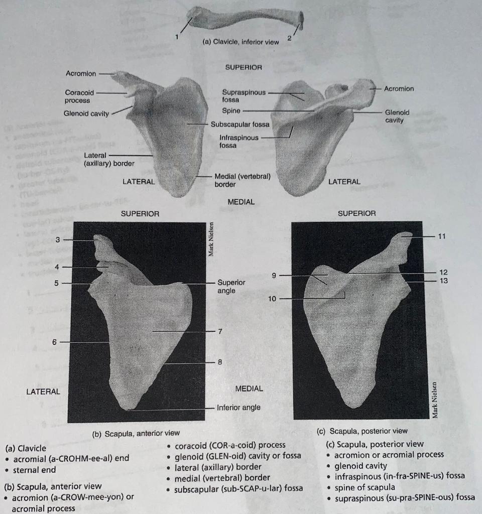 Solved (a) Clavicle, inferior view SUPERIOR Acromion | Chegg.com
