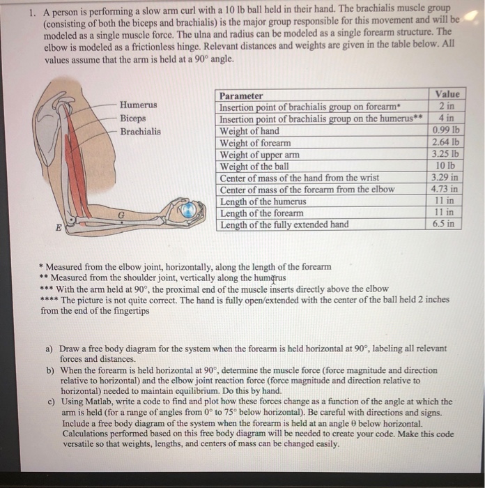 Solved A person is performing a slow arm curl with a 10 lb | Chegg.com