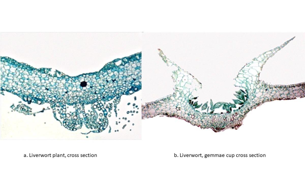 Solved Label Figure "a" and "b" with the bold terms and | Chegg.com