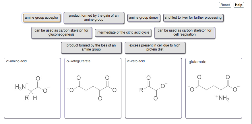 Solved The transamination reaction is the first step in the | Chegg.com