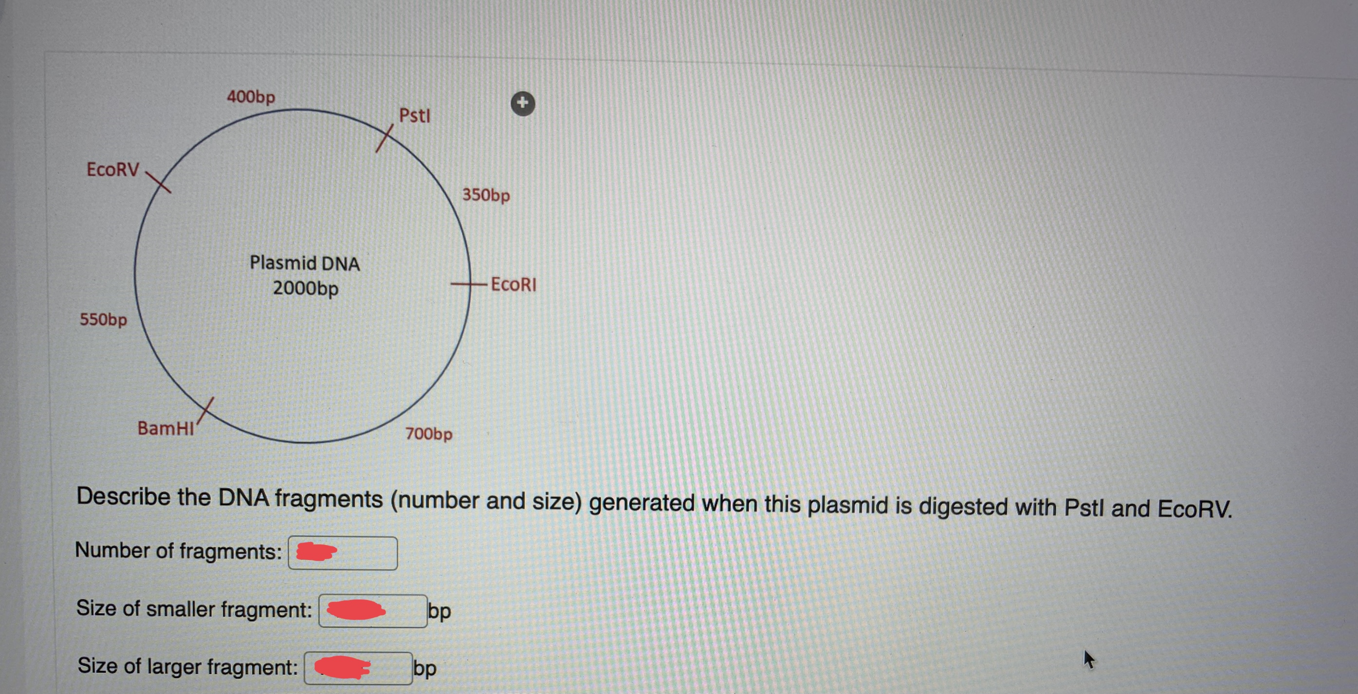 Solved Describe the DNA fragments (number and size) | Chegg.com