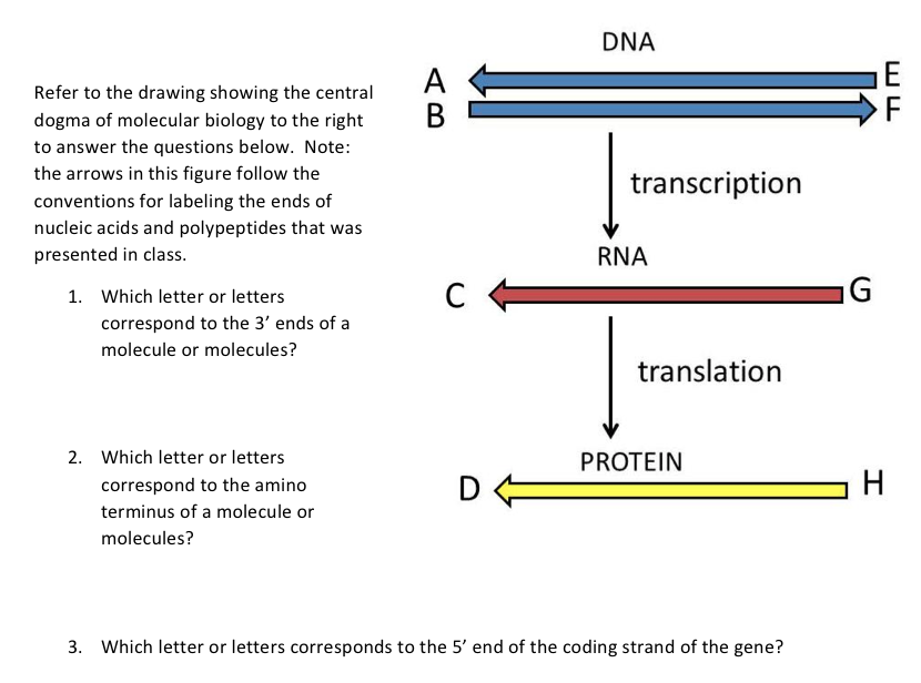 Solved Refer to the drawing showing the central dogma of | Chegg.com