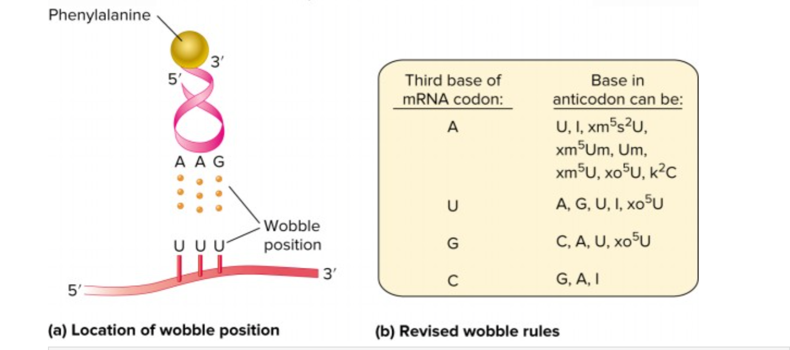 Solved For a codon 5' GCA 3', taking into consideration of | Chegg.com