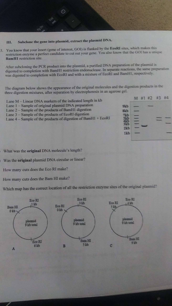 Solved End III. Subclone the gene into plasmid, extract the | Chegg.com
