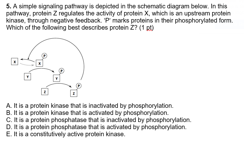 Solved 5. A simple signaling pathway is depicted in the | Chegg.com