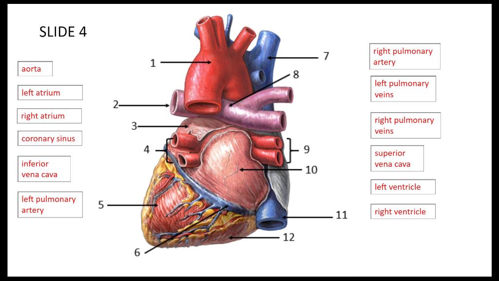 Solved Ch 18 Lab activity 1: Review of heart anatomy | Chegg.com