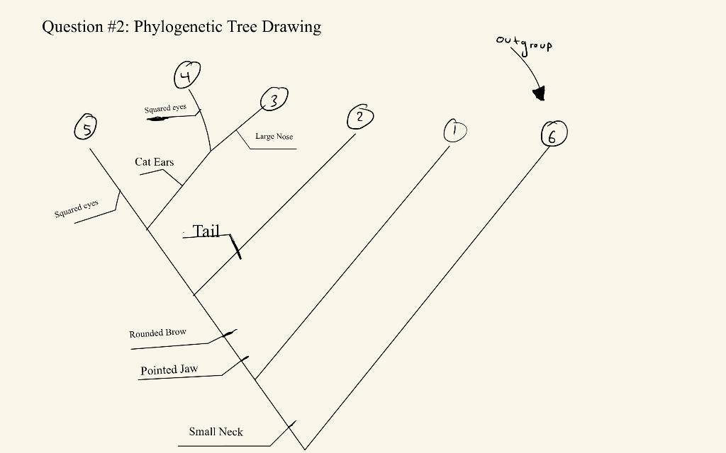 Solved Please help me to create an alternative phylogenetic | Chegg.com